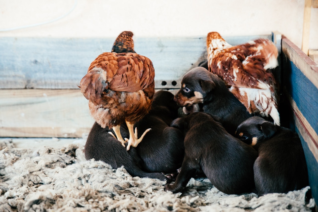 Are Bird Dog Fees Illegal
